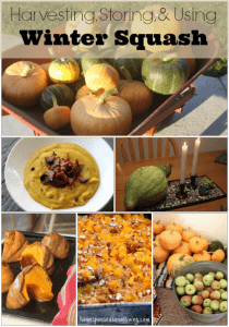Harvesting, Storing, and Using Winter Squash