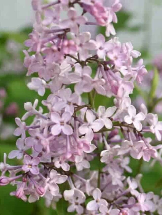 10 Tips to Embrace Spring Living Story - Homespun Seasonal Living