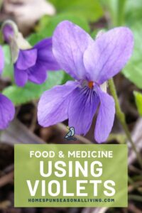 Using Violets for Food and Medicine - Homespun Seasonal Living