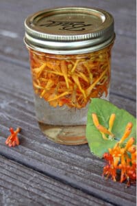 Honeysuckle Uses: Foraging, Simple Herbal Remedies & Recipes - Homespun ...