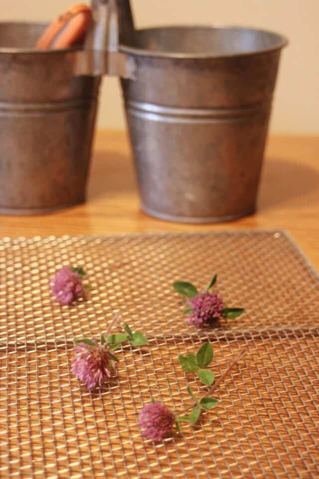 How to Use Red Clover - Homespun Seasonal Living