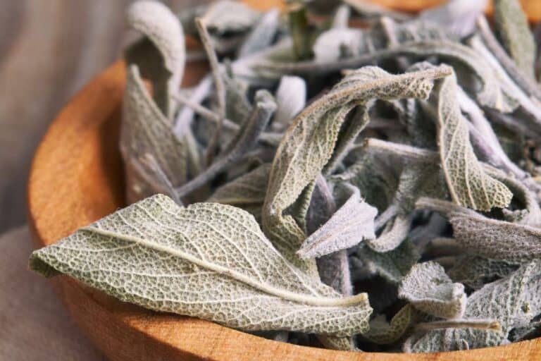 Preserving Sage for Food and Medicine