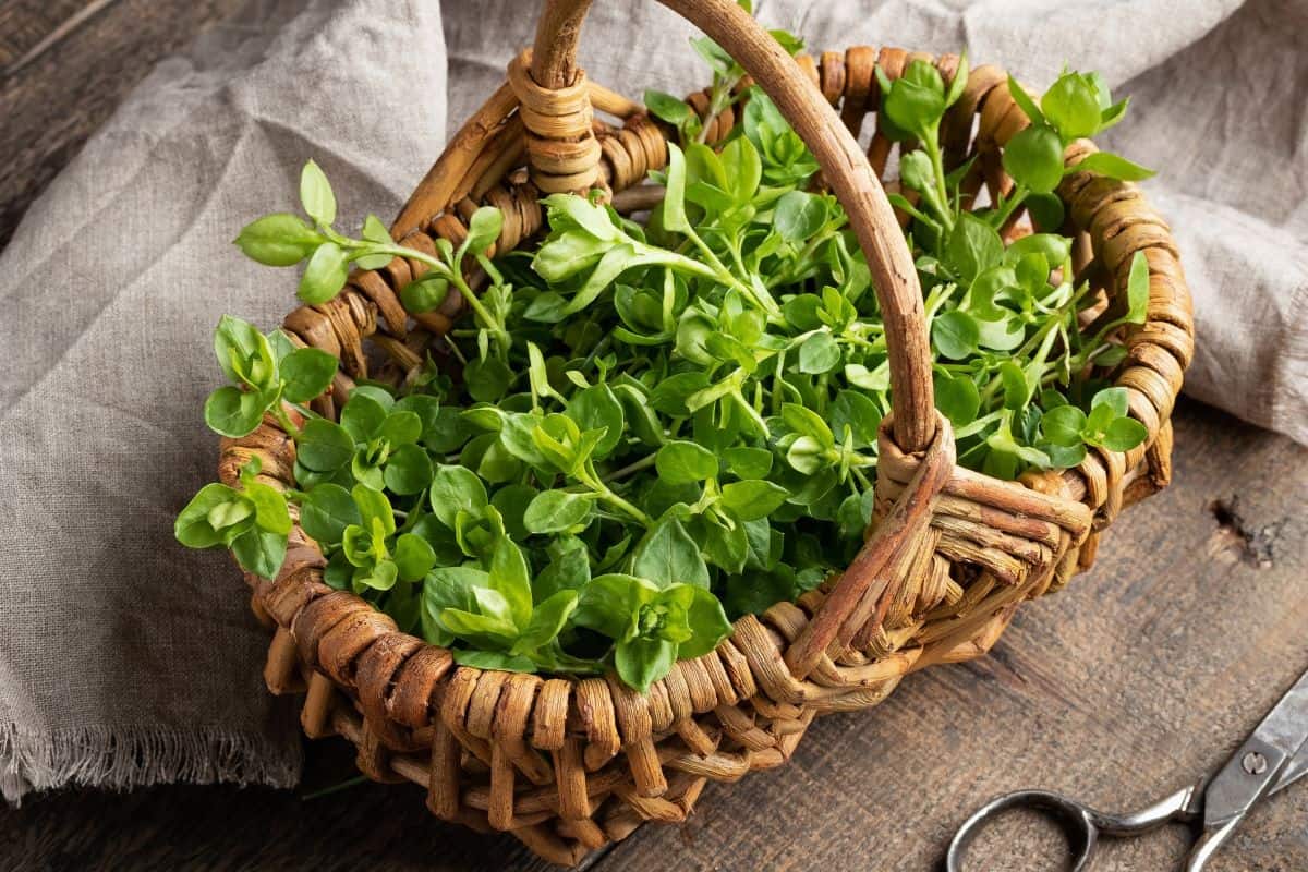 Chickweed Uses: Foraging, Cooking, and Simple Herbal Remedies ...