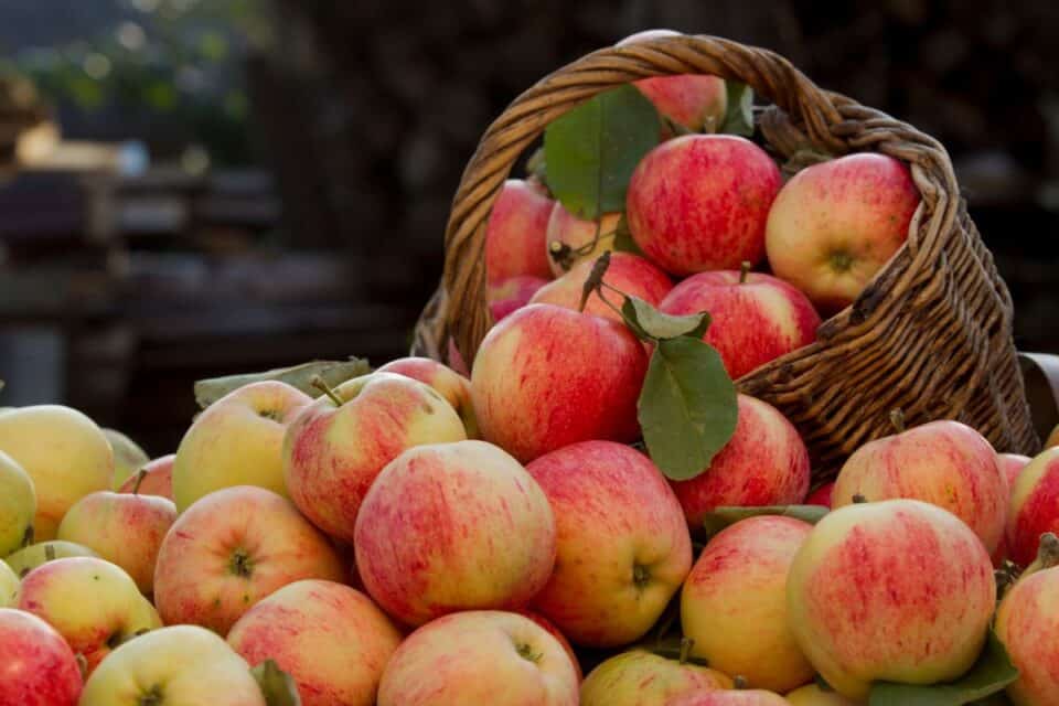 25 Easy Apple Breakfast Recipes for Fall - Homespun Seasonal Living