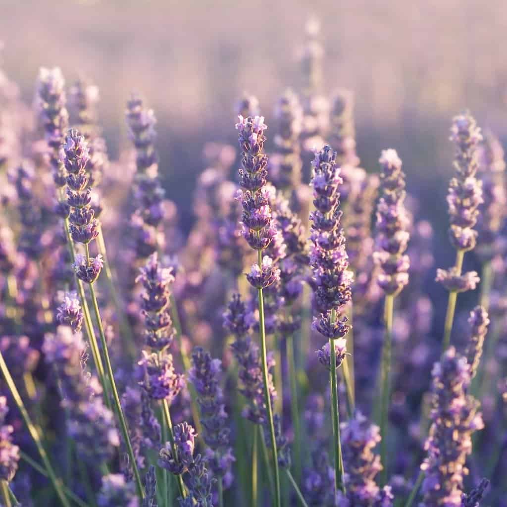 15+ Easy Homemade Lavender Gift Ideas - Homespun Seasonal Living